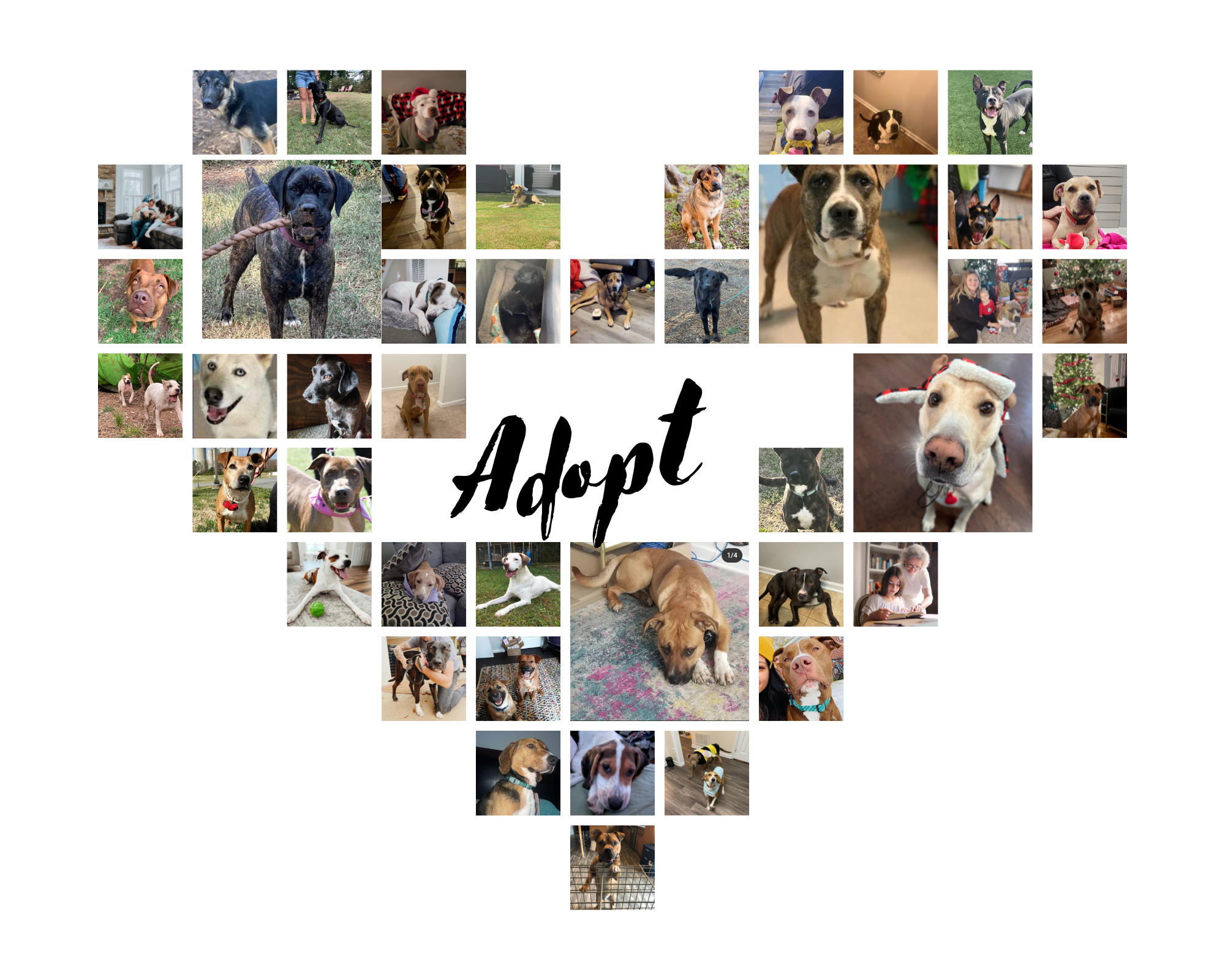Animals Available for Adoption | Rusty's Rescue Ranch